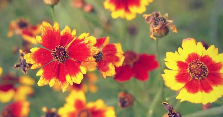 Coreopsis Flower Care: Growing Coreopsis In Your Landscape