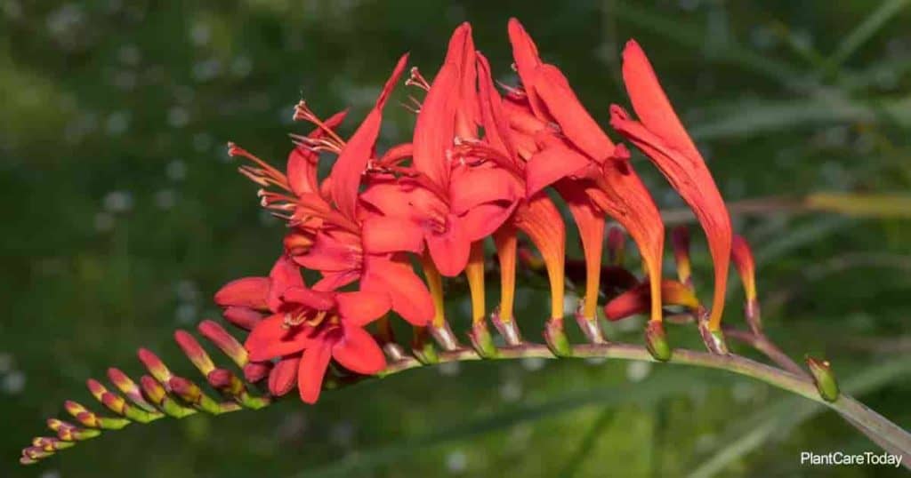 Crocosmia Bulbs Care: How To Grow Montbretia Lucifer Plant
