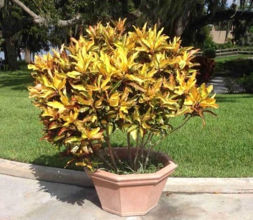 Croton Plant Care: Growing | Pest | Propagation | Codiaeum Plants