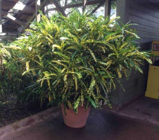 Croton Plant Care: Growing | Pest | Propagation | Codiaeum Plants