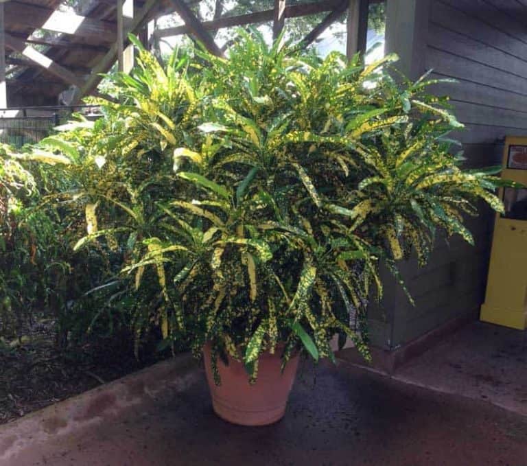 Croton Plant Care: Growing | Pest | Propagation | Codiaeum Plants