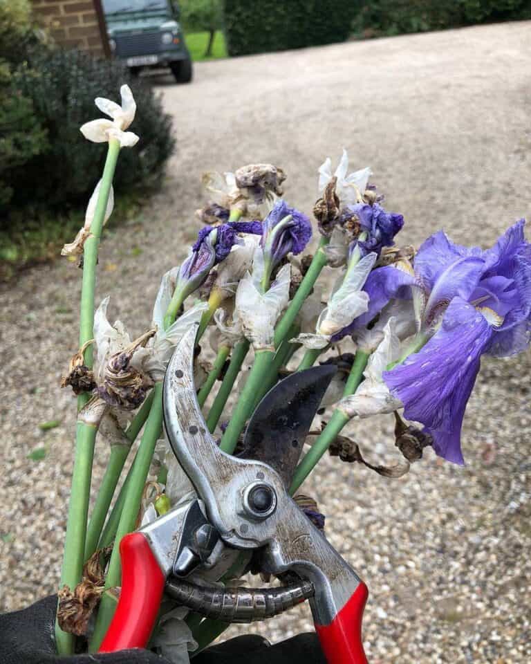 Should You Deadhead Iris? How To Deadhead Iris Plants
