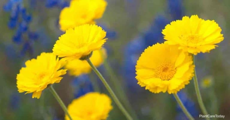 Growing Desert Marigold How To Care For Baileya Multiradiata