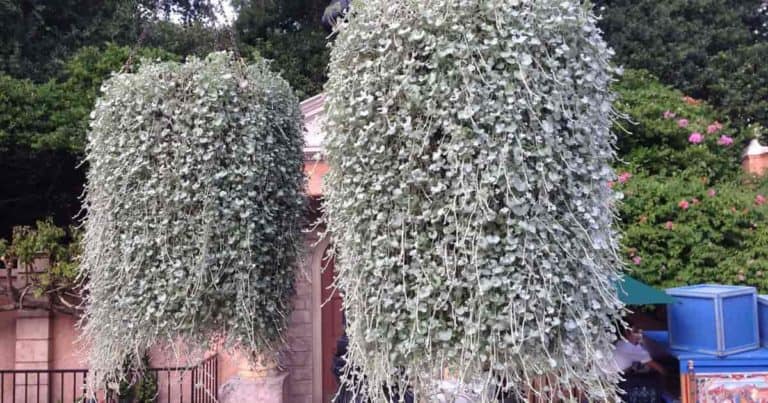 Dichondra Care: The Ground Cover or Hanging Basket Plant