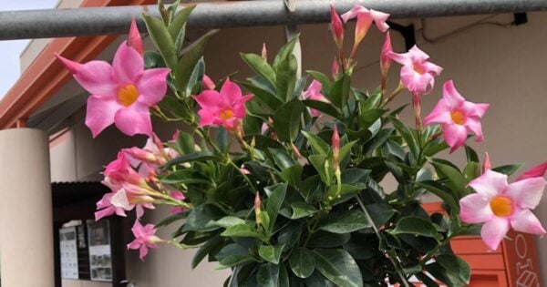 Dipladenia Plant Care: How to Grow The Dipladenia Mandevilla