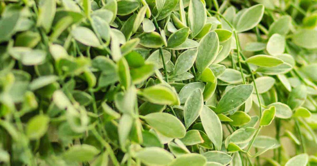 String Of Nickels Plant Care: How To Grow The Dischidia Nummularia