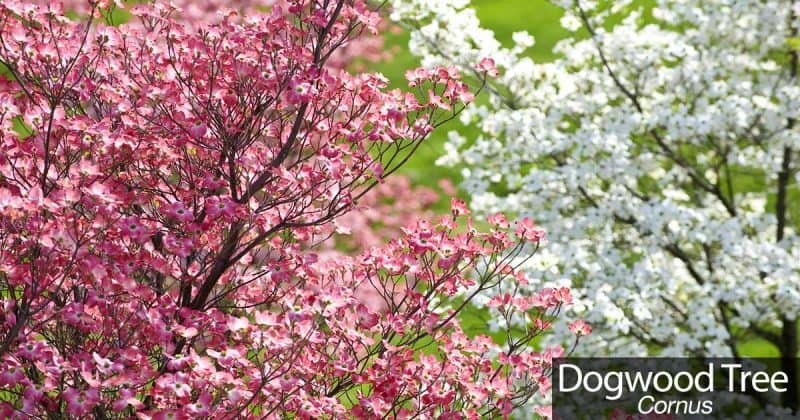 Cornejos: Cómo cuidar hermosos cornejos en flor