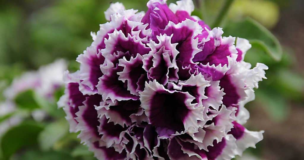 How To Grow Double Petunias