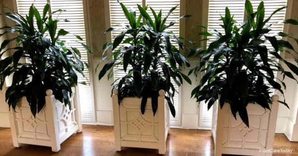 Janet Craig Dracaena: Low Light Workhorse Houseplant [GUIDE]