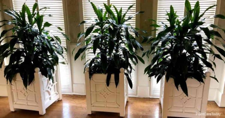 Janet Craig Dracaena: Low Light Workhorse Houseplant [GUIDE]