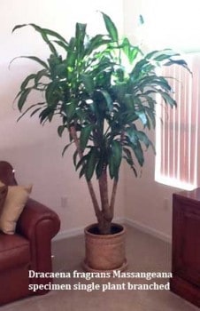 Dracaena Massangeana | Mass Cane Plant | Growing and Care