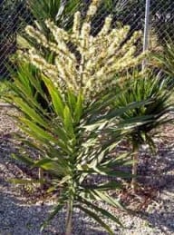 Dracaena Marginata Care: Growing The Red Edged Madagascar Dragon Tree
