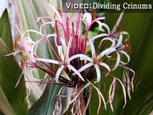 Crinum Lily Care Secrets: Growing Stunning Blooms with Ease
