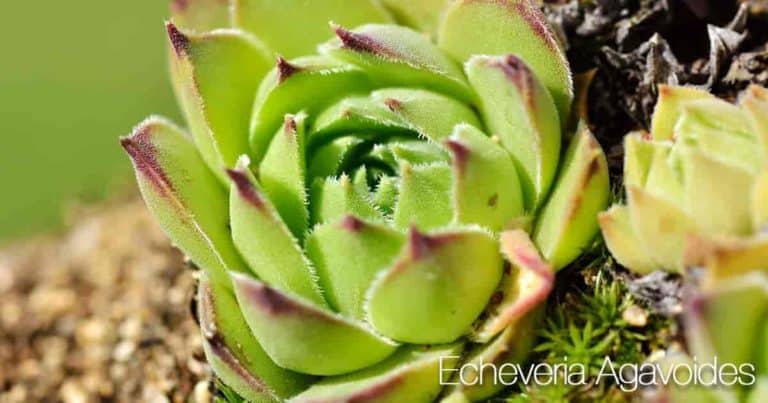 Echeveria Agavoides Care Tips: Growing The Agave Lipstick Echeveria