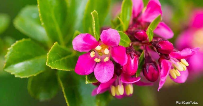 Escallonia Plant Care: Growing Flowering Escallonia Shrubs