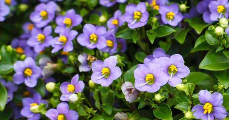Persian Violet Care: Learning To Grow Exacum Affine Plants