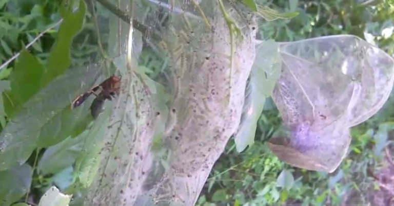Fall Webworm Control: How To Get Rid Of Fall Webworms [Hyphantria]