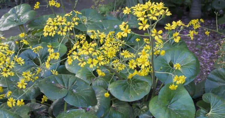 Farfugium Japonicum Care Tips: Growing The Leopard Plant