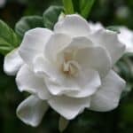 How To Care For Gardenia Bushes and Trees