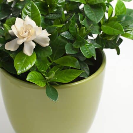 How To Care For Gardenia Bushes and Trees