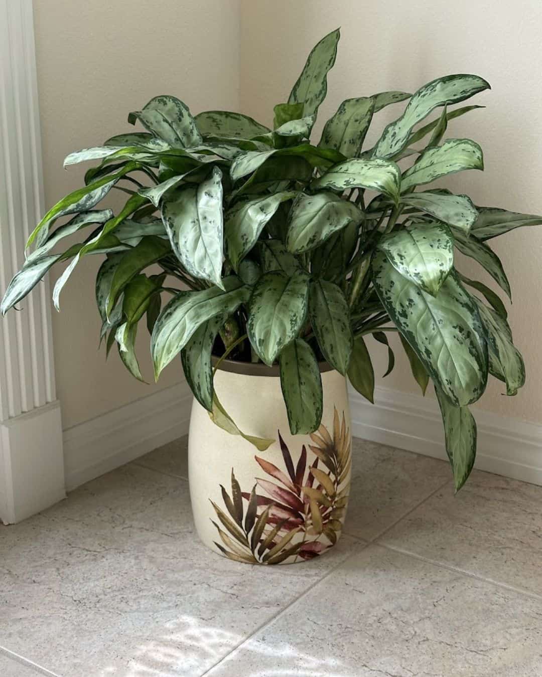 11 Amazing Ways Houseplants Improve Your Life - #7 Your Spouse Will ...