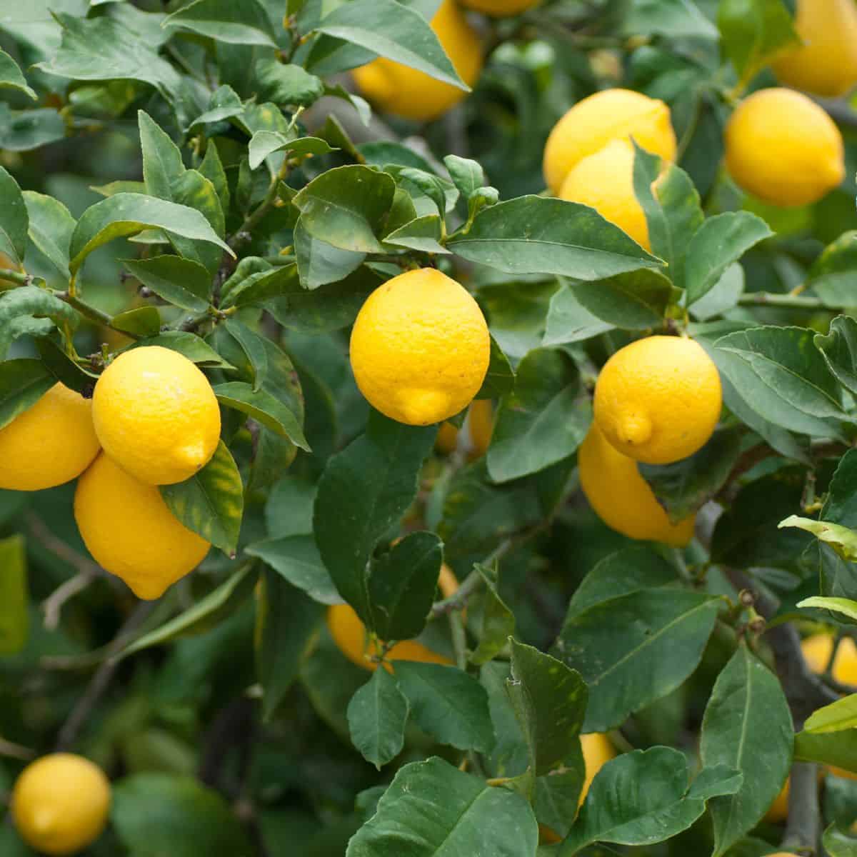 7 Bizarre Lemon Tree Facts That Will Totally Surprise You: Nature's ...