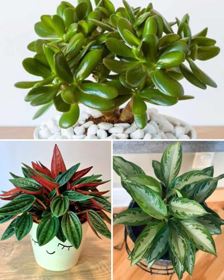 11 Amazing Ways Houseplants Improve Your Life - #7 Your Spouse Will ...