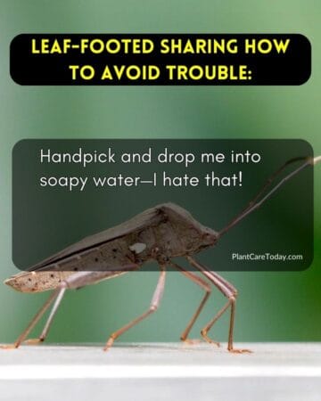 Leaf Footed Bugs: What Are They And 7 Ways To Control Them