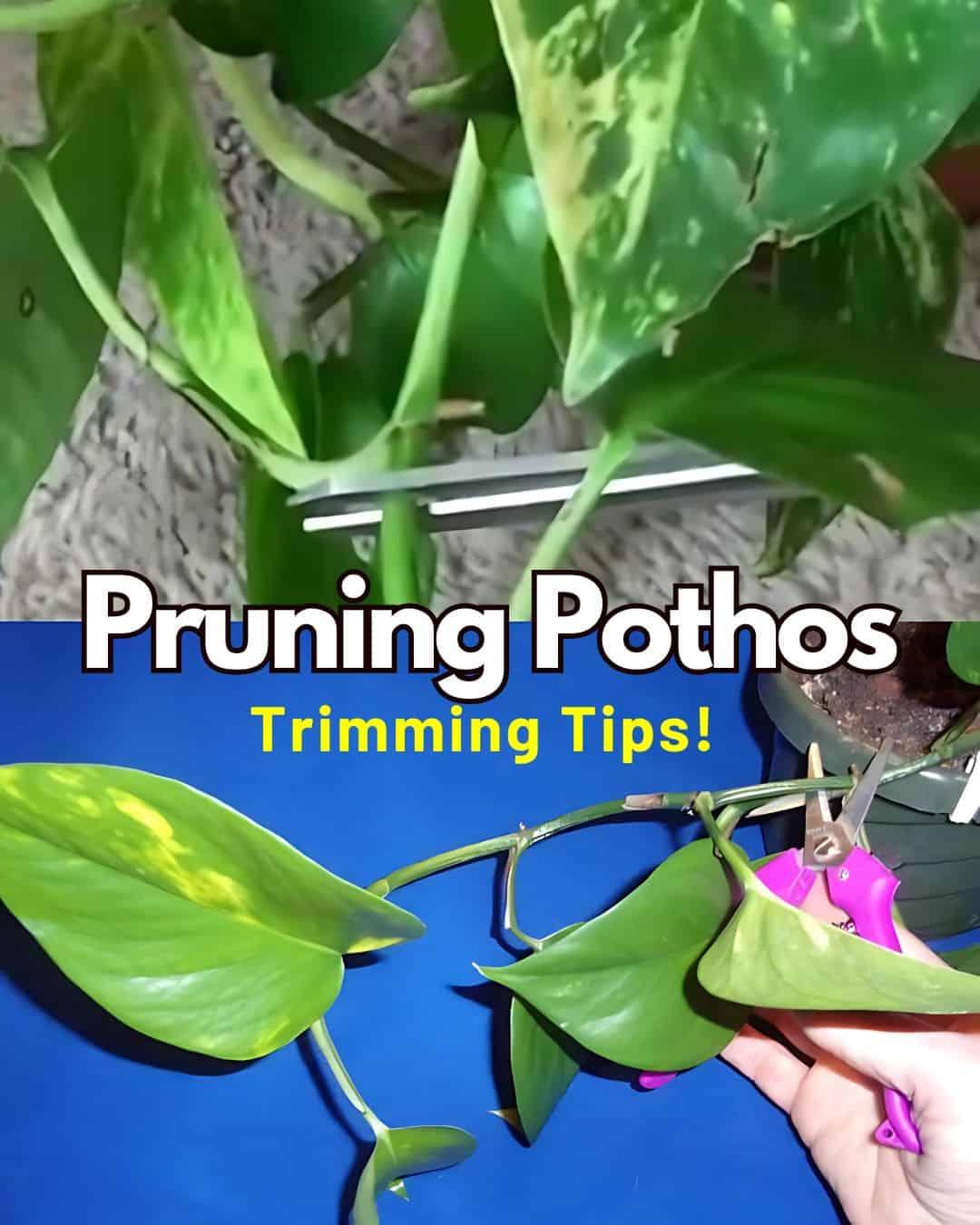 How To Prune Pothos Vines: Tips On Trimming Pothos Plants