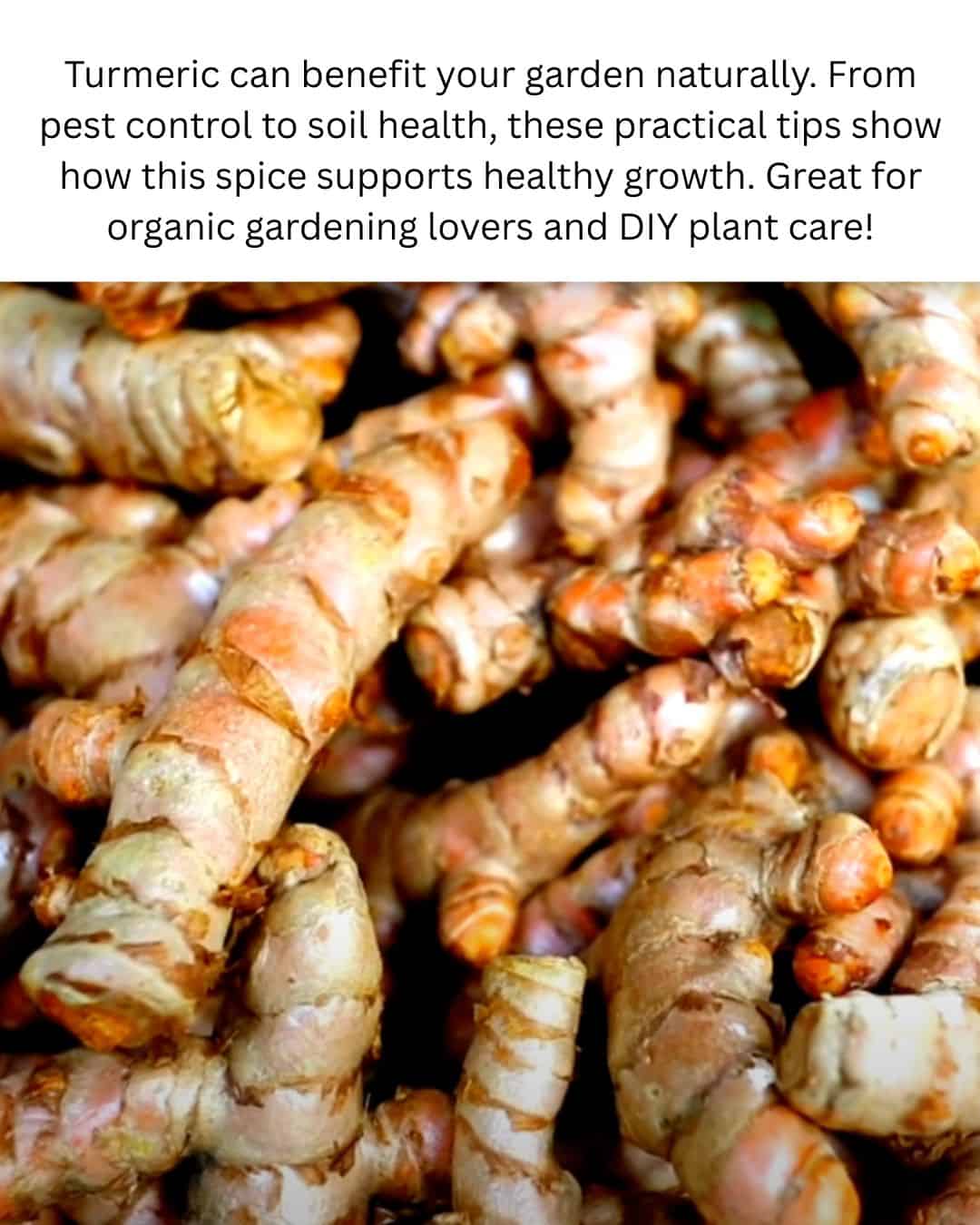 10 Ways to Use Turmeric in the Garden - OnlyAprons