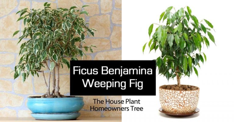Top Types Of Ficus Trees For The Home and Garden