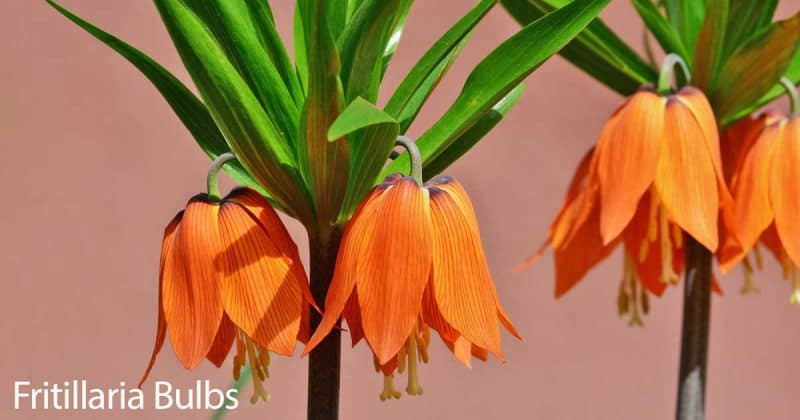 Growing Fritillaria Bulbs: How To Care For Imperial Flowers
