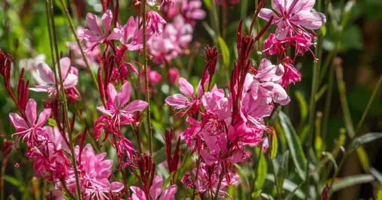 Growing Gaura Plant: How To Care For Whirling Butterfly Flowers