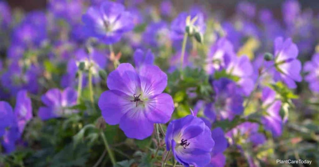 Geranium Sanguineum: Growing The Bloody Cranesbill Geranium