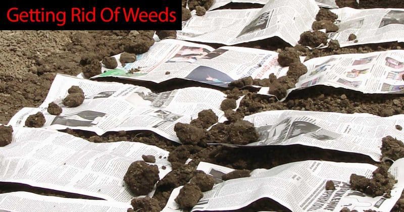 7 Killer Tips To Getting Rid Of Weeds