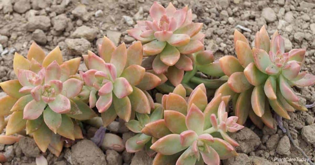 Graptosedum California Sunset: Growing | Care | Propagation