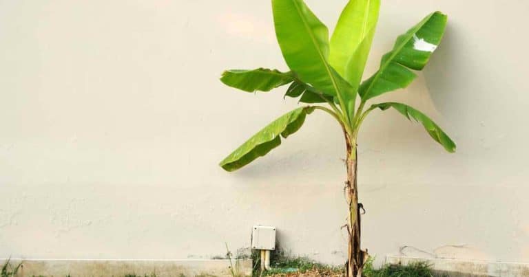 Cura delle piante di banano: Come crescere un albero di banano [GUIDA ...