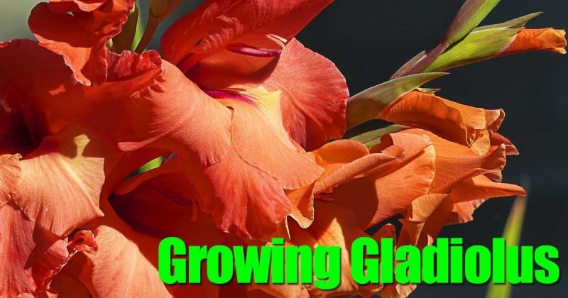 How To Tips On Growing, Digging, and Planting Gladiolus Bulbs