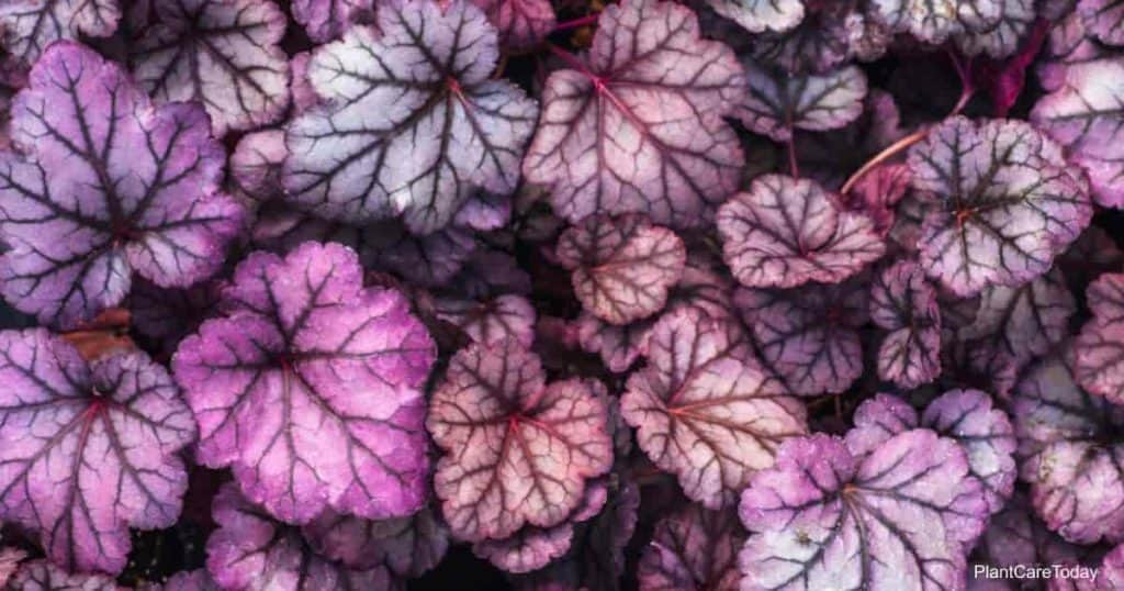 Heucherella Care Info: Tips On Growing Heucherella Plants