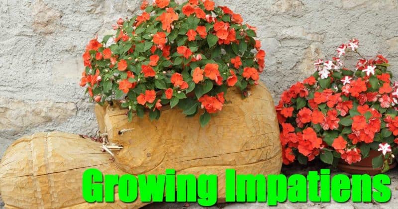 How To Grow and Care For Impatiens Plants