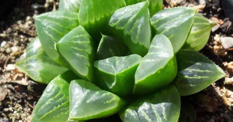 Popular Types Of Haworthia Succulents To Grow