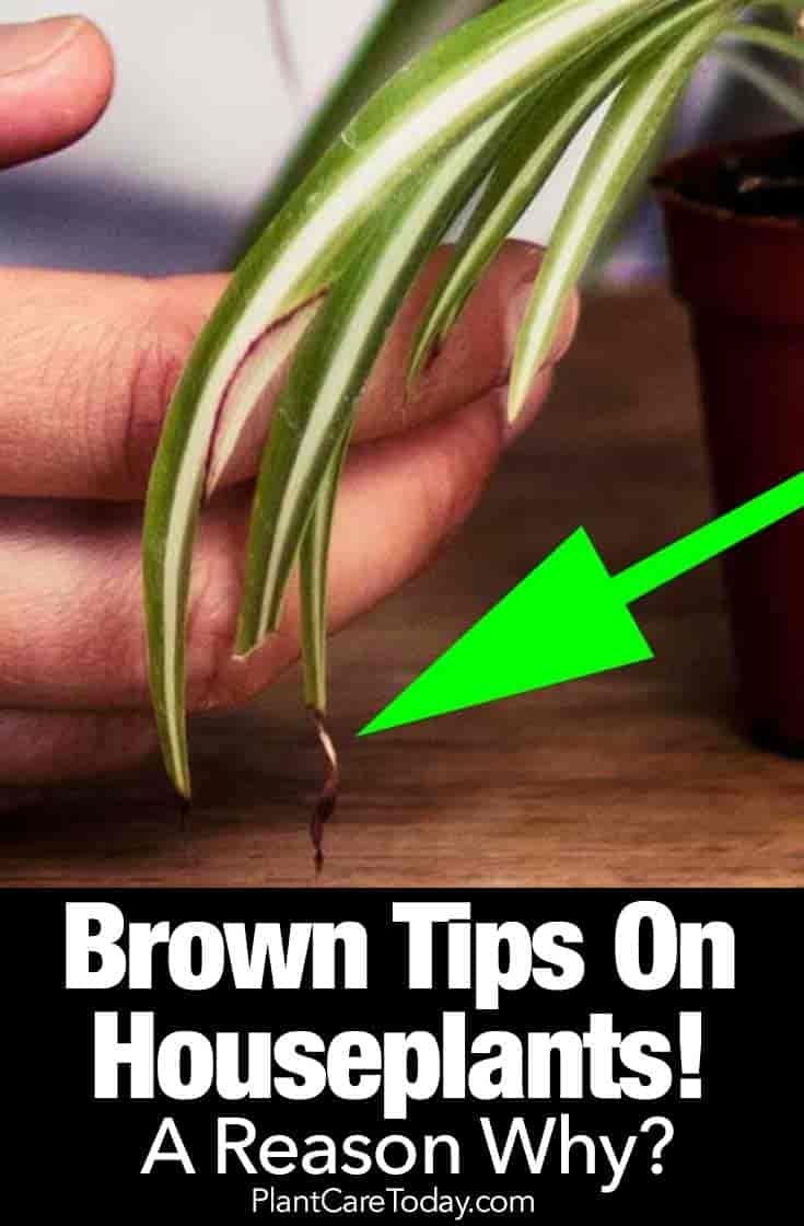 Brown Tips On Houseplants Leaves A Reason Why 