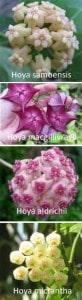 Hoya Varieties: Popular Types And Species Of Hoyas