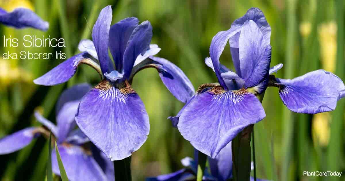 Siberian Iris Plant How To Grow And Care For Iris Sibirica