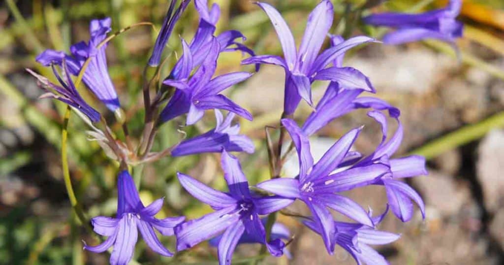 Growing Lavender Mountain Lily: Learn Ixiolirion Bulb Care