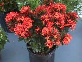 Ixora Plant: Growing Ixora Flower From Hedge To House Plant