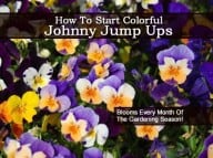How To Grow and Care For Colorful Johnny Jump Ups