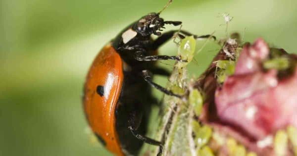 Beneficial Insects: Good Bugs To Encourage In Your Garden