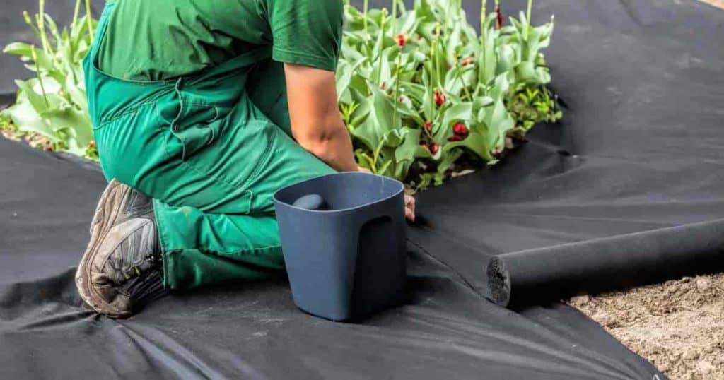 Mulch - Plant Care Today