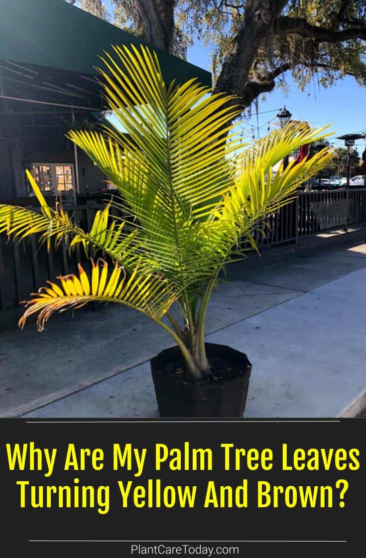 Why Are My Palm Tree Leaves Turning Yellow And Brown 